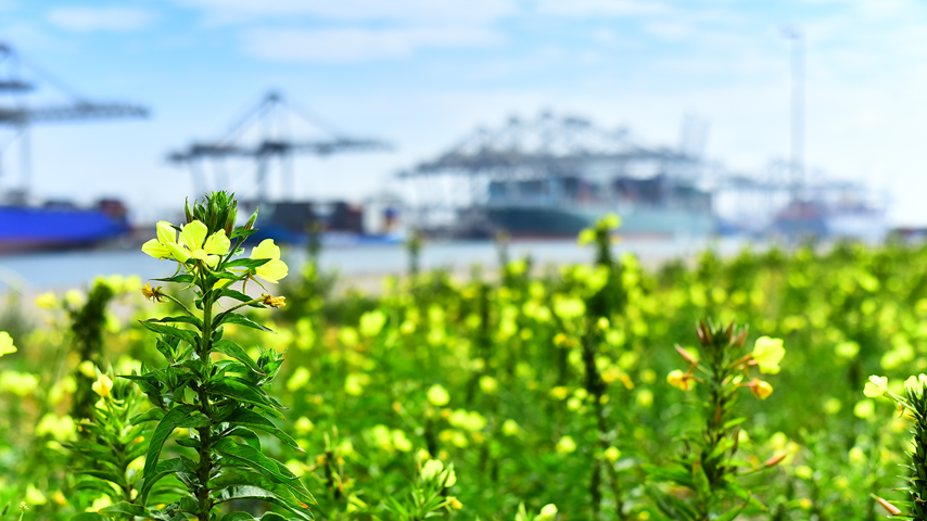 Find commercial success with a Green Port Strategy | Haskoning