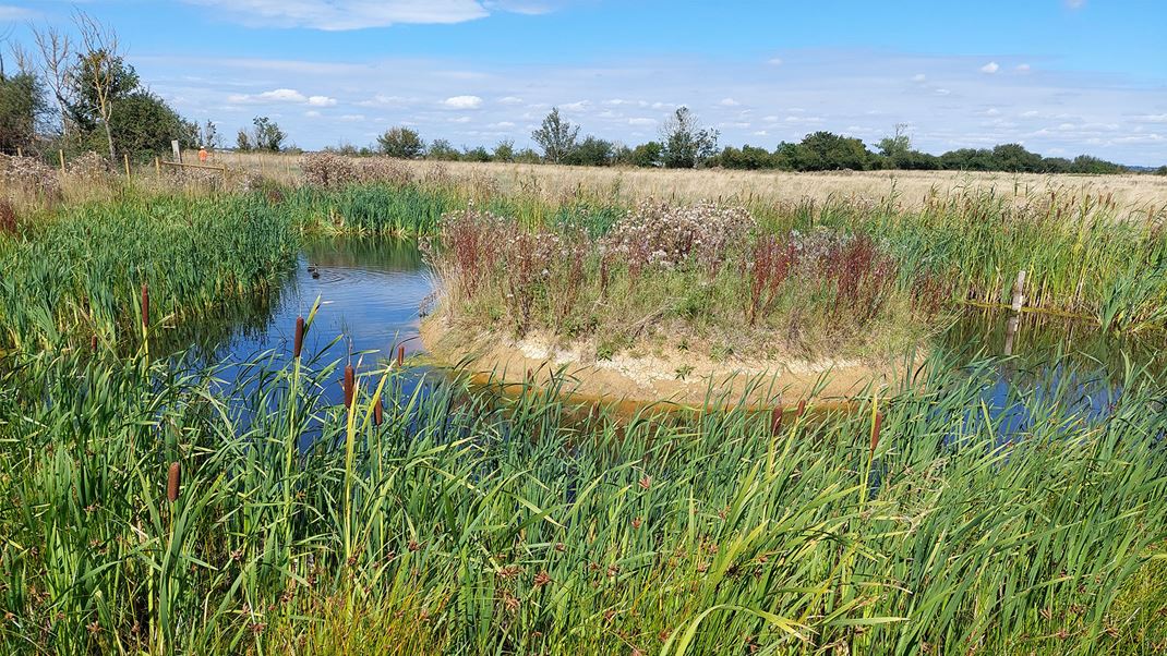 Northey Island Habitat Creation wins Regional Award | Haskoning